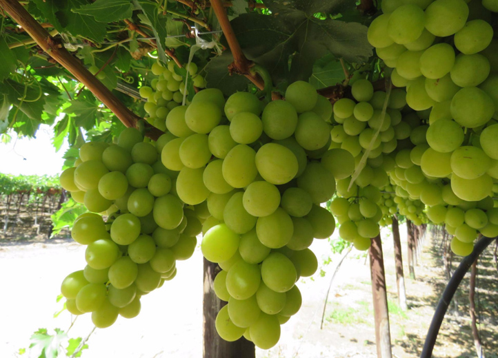 Solar Grapes – We Service World Markets